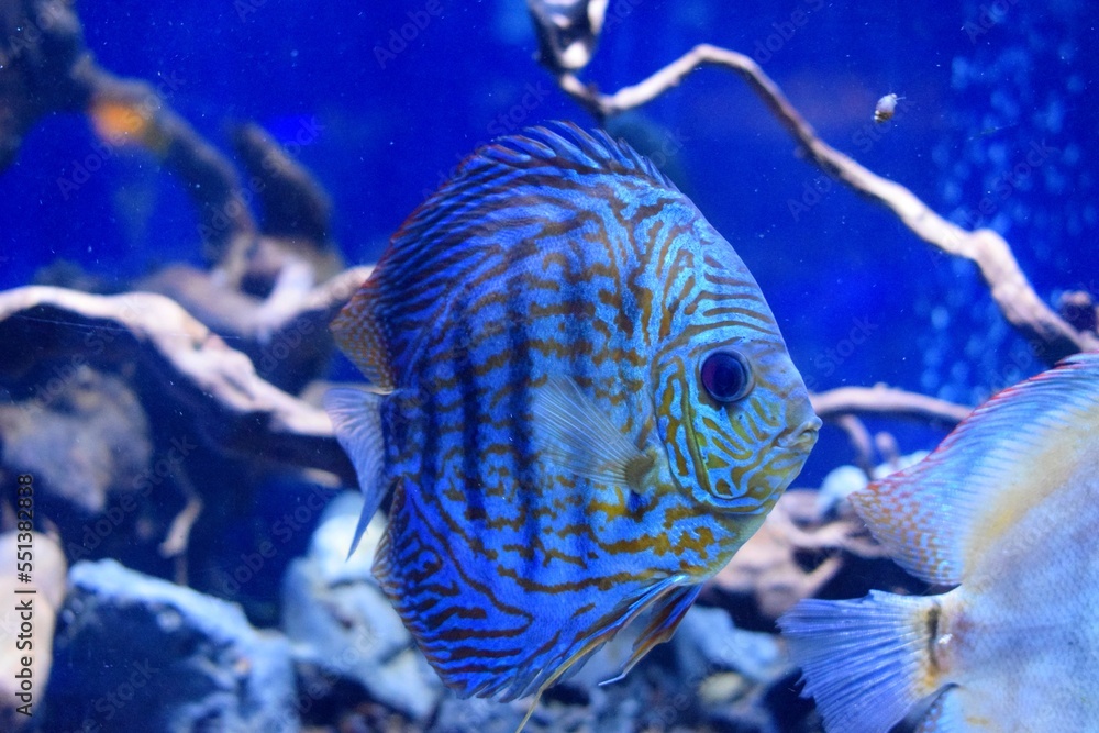 Symphysodon have a laterally compressed body shape,extended finnage is ...