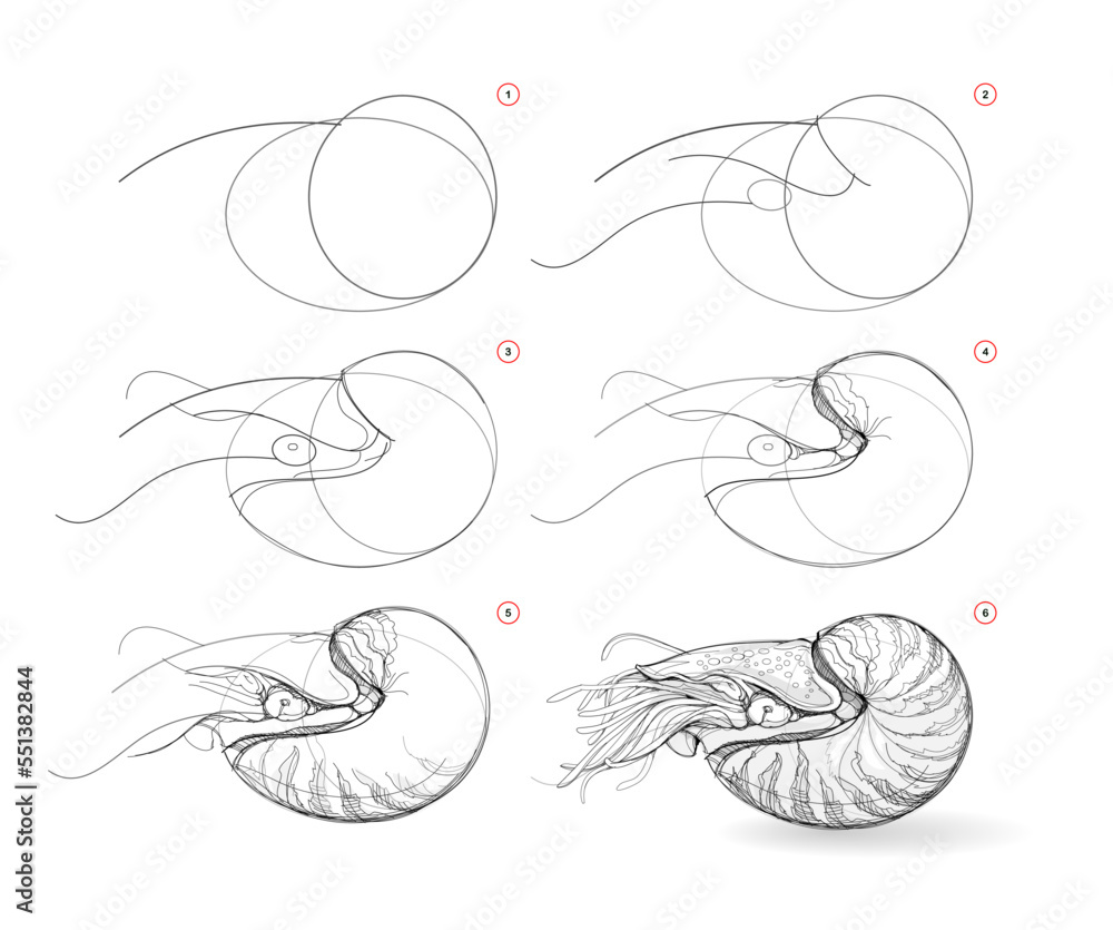 Page shows how to learn to draw sketch of nautilus clam. Creation step ...