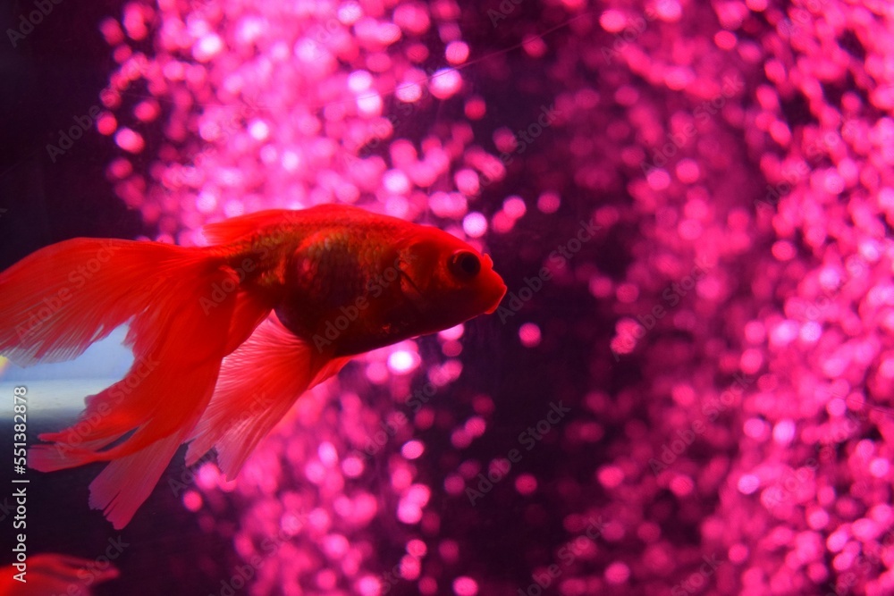 The goldfish (Carassius auratus) is a freshwater fish in the family ...