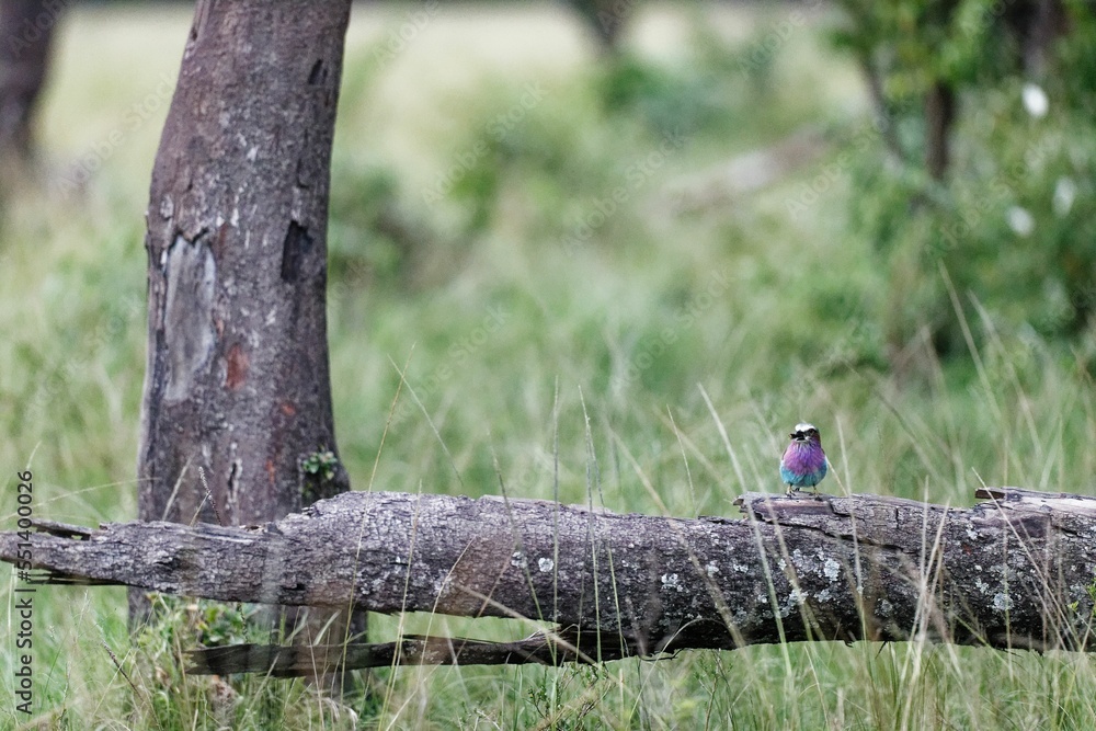 Lilac-breasted roller eating a beetle while standing on a fallen tree ...