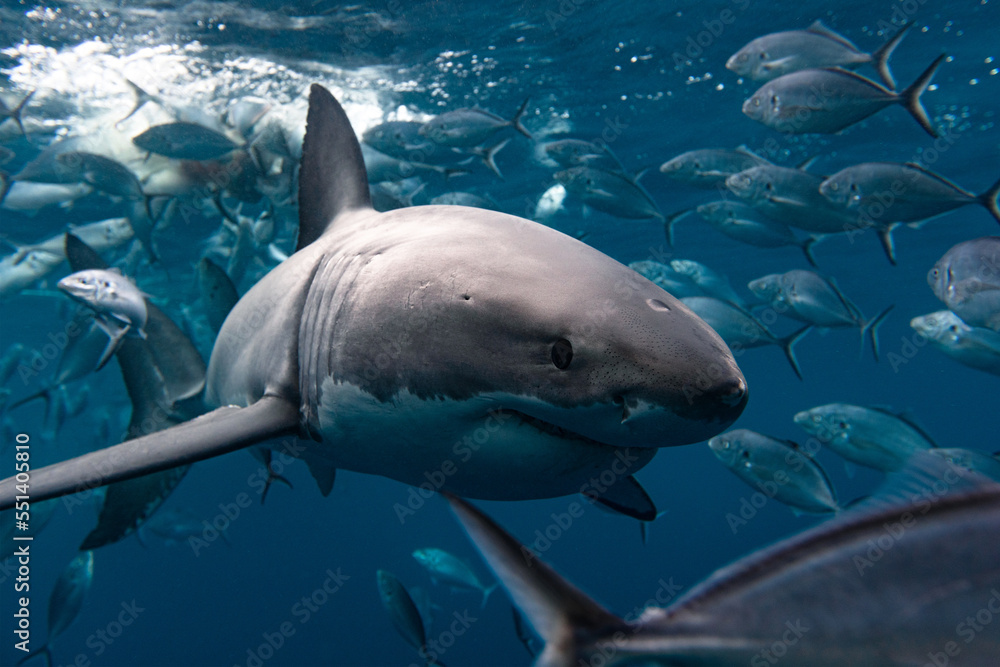 Great white shark swimming in a school of fish Stock Photo | Adobe Stock