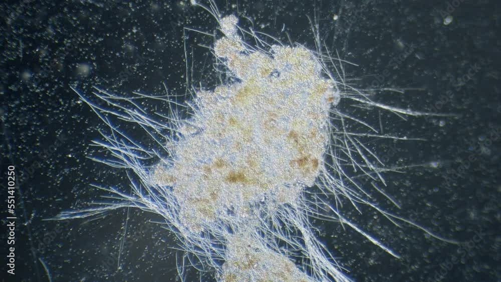 Cyanobacteria algae movement in light under microscope dark field view ...