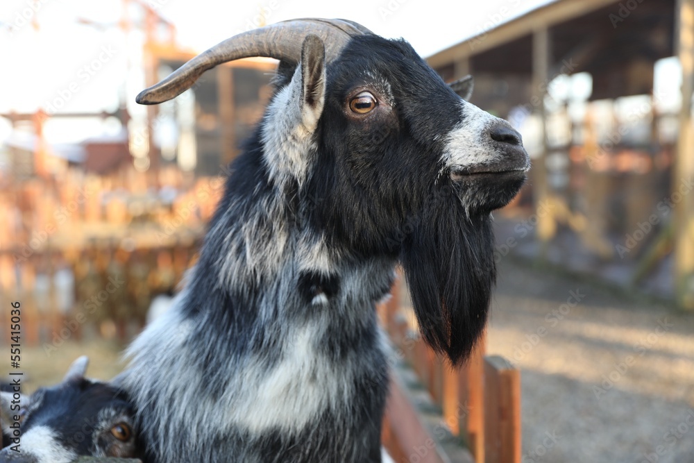 Cute goat inside of paddock in zoo Stock Photo | Adobe Stock