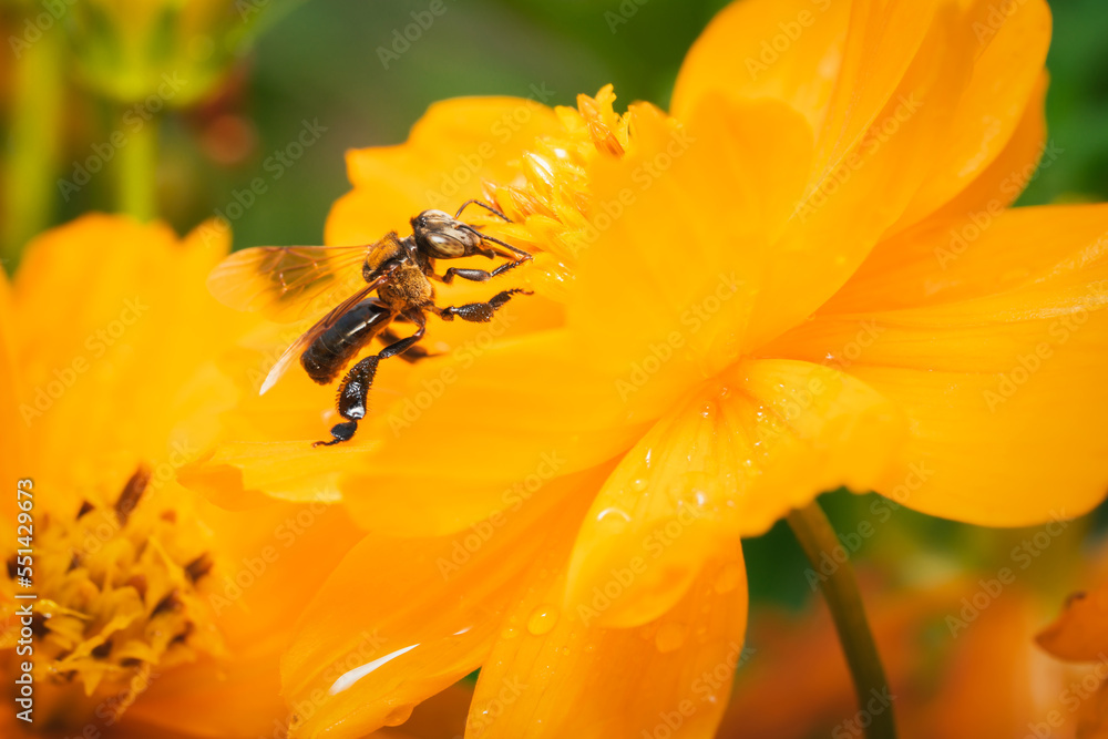 Plebeia the stingless bee collecting nectar on beautiful yellow flower ...