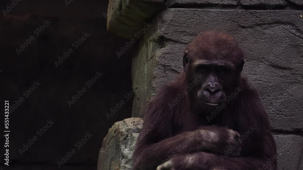 Closeup portrait of gorilla baby, severe silverback, watching somewhere ...