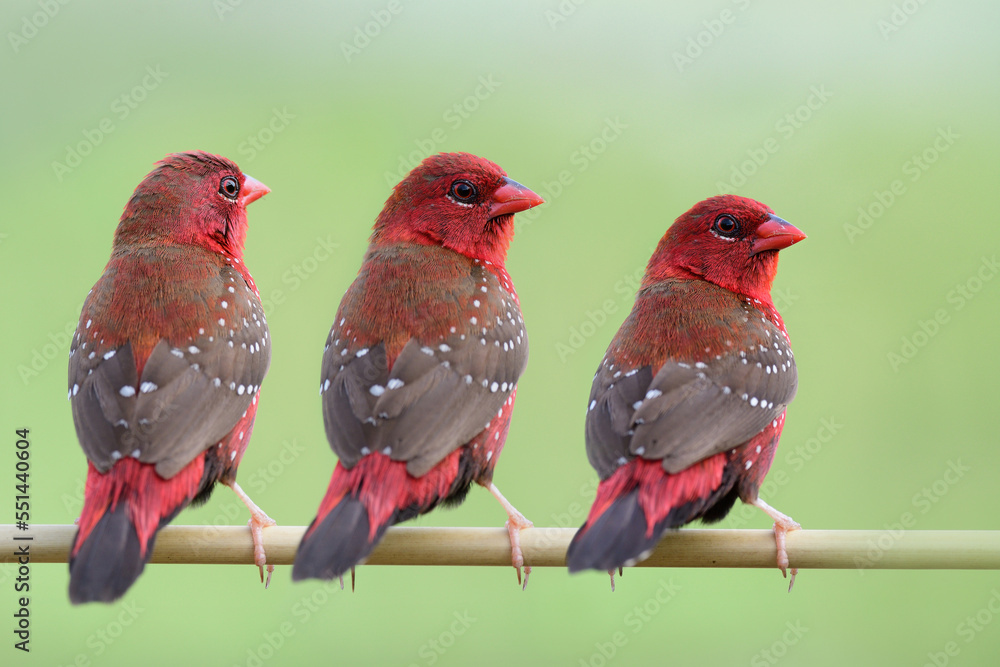 triple red brids with white spots and brown wings perching together on ...