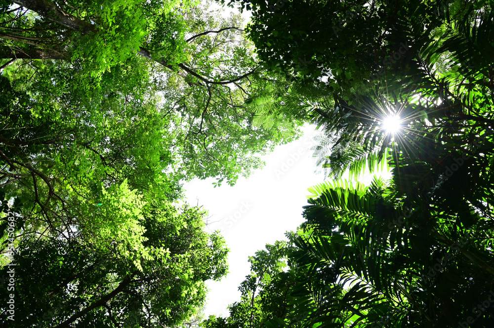 View under of the tree small leaves and branches spread under a shady ...