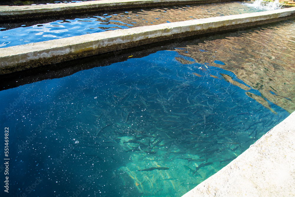 Cultivation of golden trout and other fish in concrete pools. Trout ...