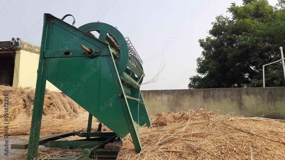 A farmer operates a paddy threshing machine. It is a foot-operated ...