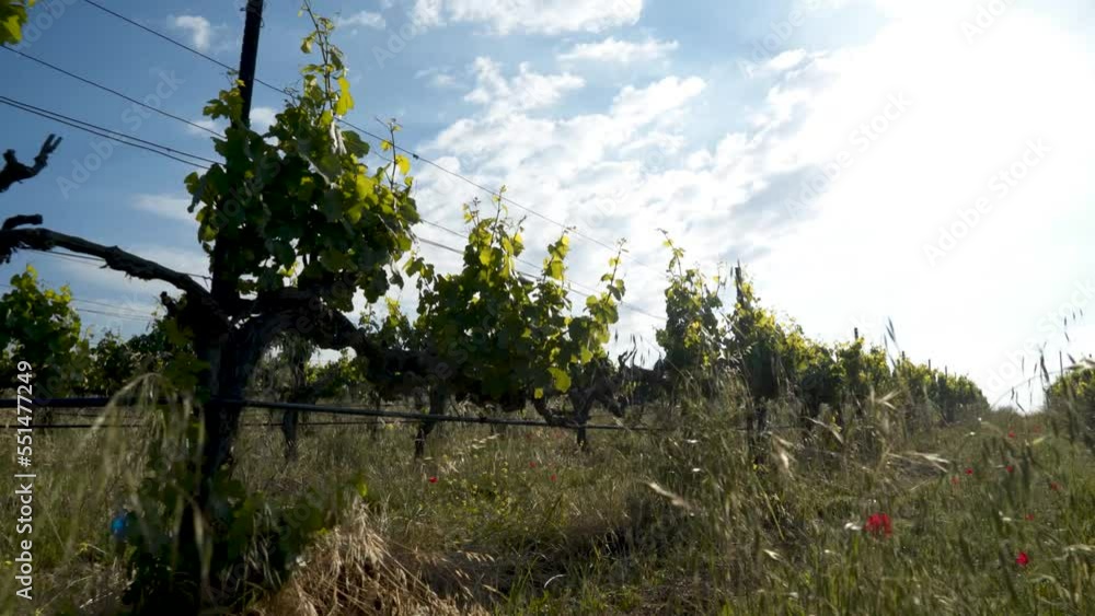 Slow dolly between rows of vineyards in Israel. Smooth movement in the ...