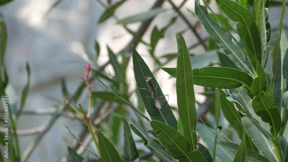 Brown praying Mantis, from above, hanging on leaf. Breeze moves branch ...