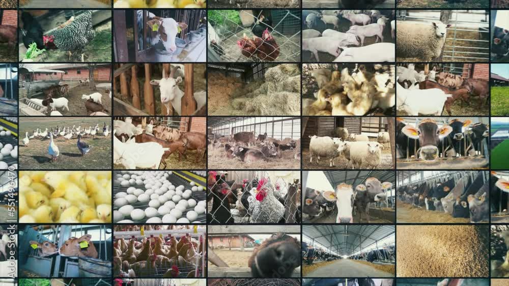 Agriculture split screen. farm animals. Livestock split screen video ...
