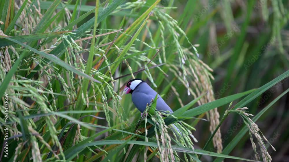 Sakura Java Sparrow, bird is eating rice and perching in rice fields. Birdwatching. Nature and ...