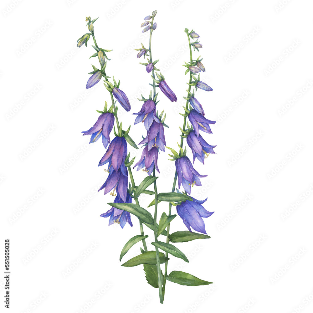 Bouquet with blue-violet campanula rapunculoides flower (rampion ...