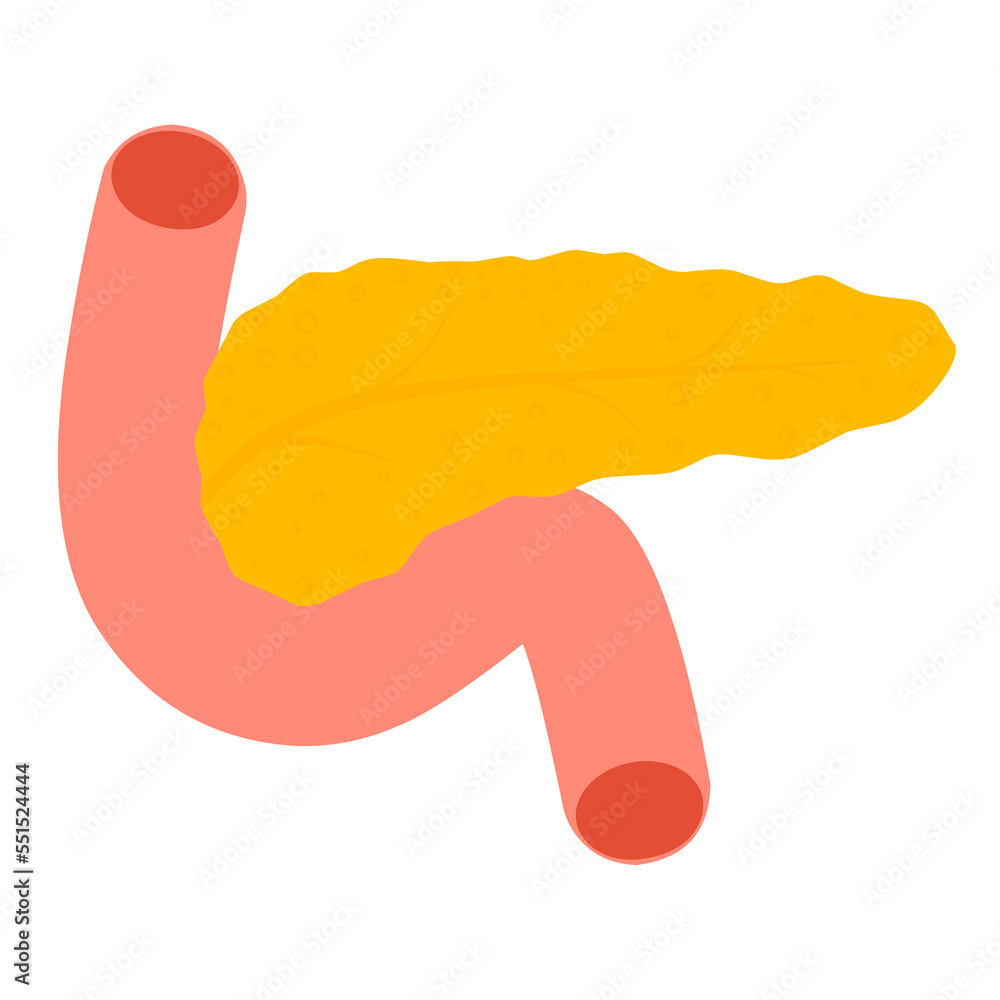 Human pancreas vector illustration on white background. Body organ ...