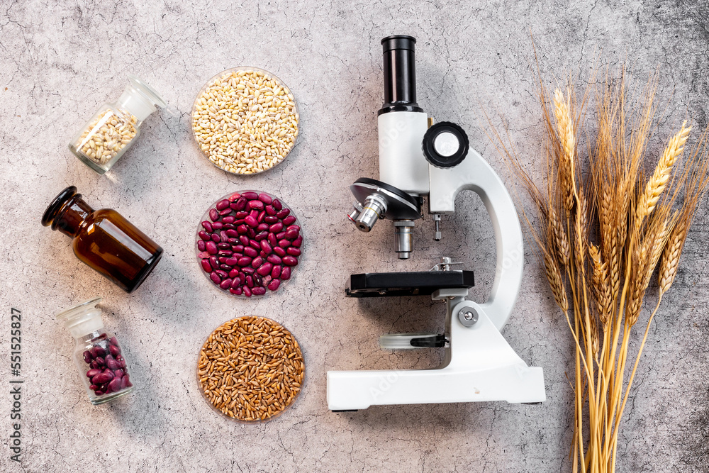 GMO geneticaly modified food in laboratory. Research with microscope ...