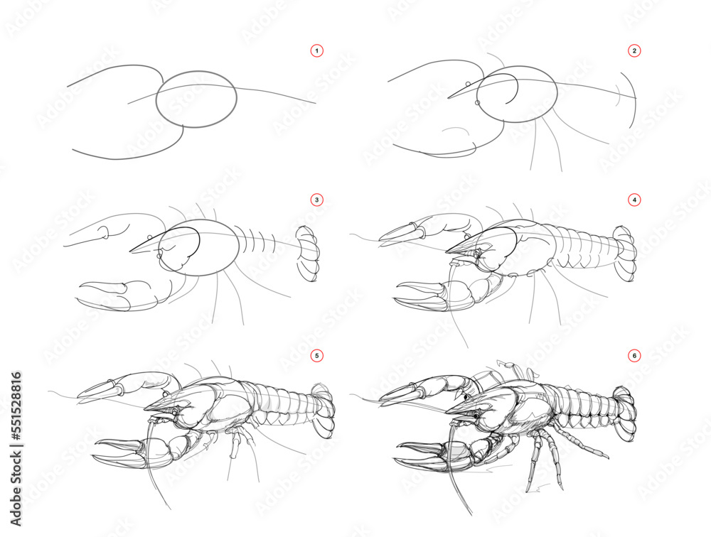Page shows how to learn to draw sketch of crayfish. Creation step by ...