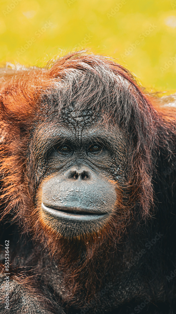 Foto Stock Wallpaper of Big Apes or Orang Utan , orang-utan, orangutang ...