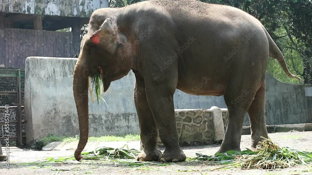This is photo of Sumatran elephant (Elephas maximus sumatranus) in the ...