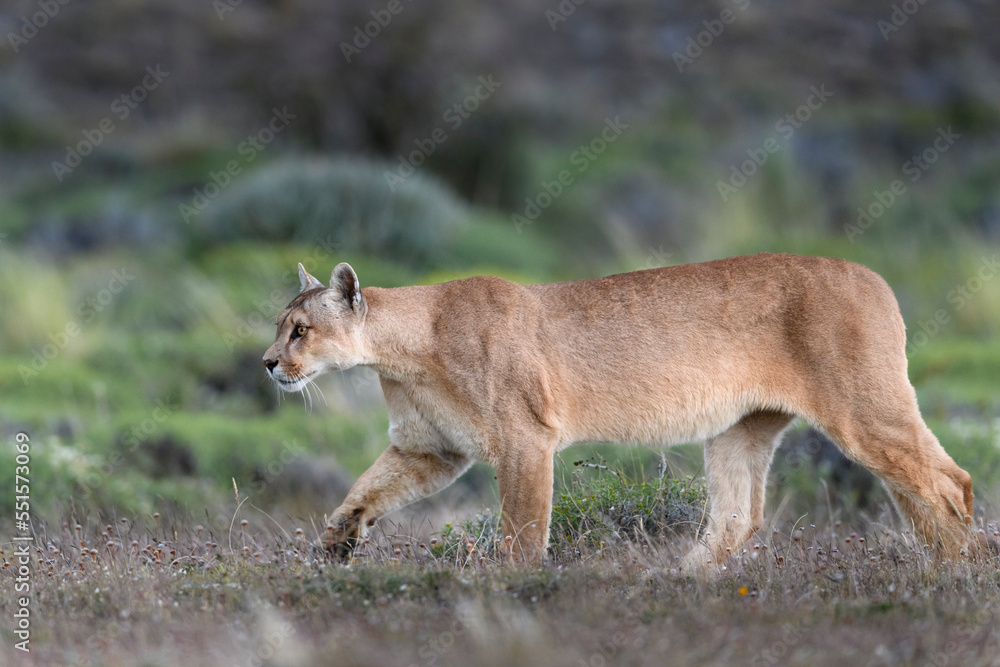 Puma (Puma concolor puma) female walking, near Torres del Paine ...