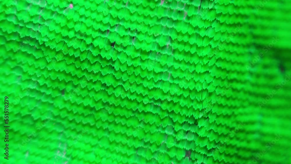 Shiny green scales of a butterfly wing. Micro-texture surface. Multiple ...