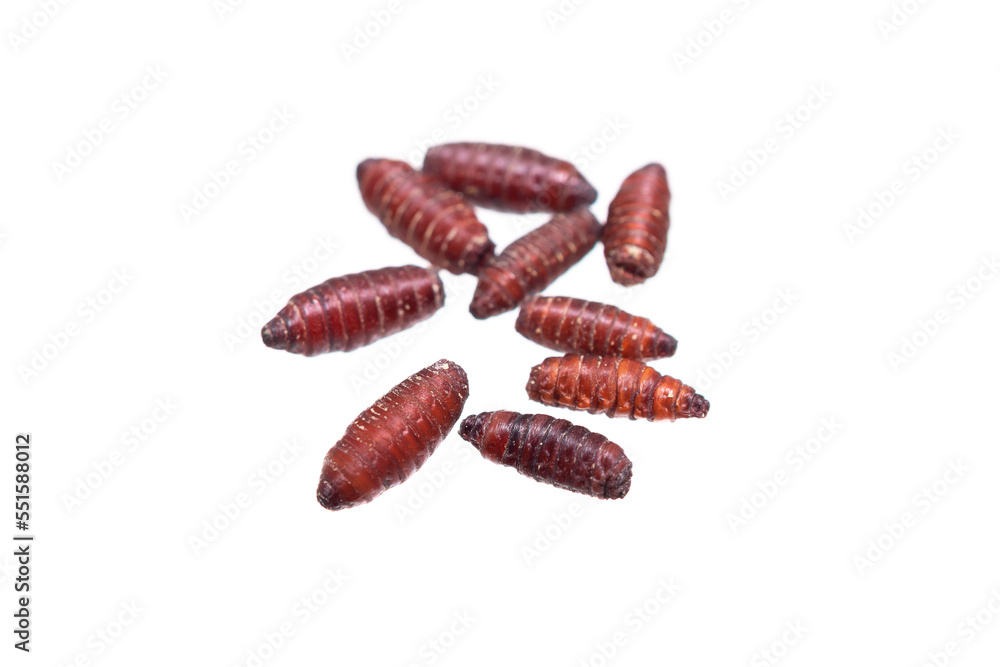 brown pupae of fly larvae on a white isolated background Stock Photo ...