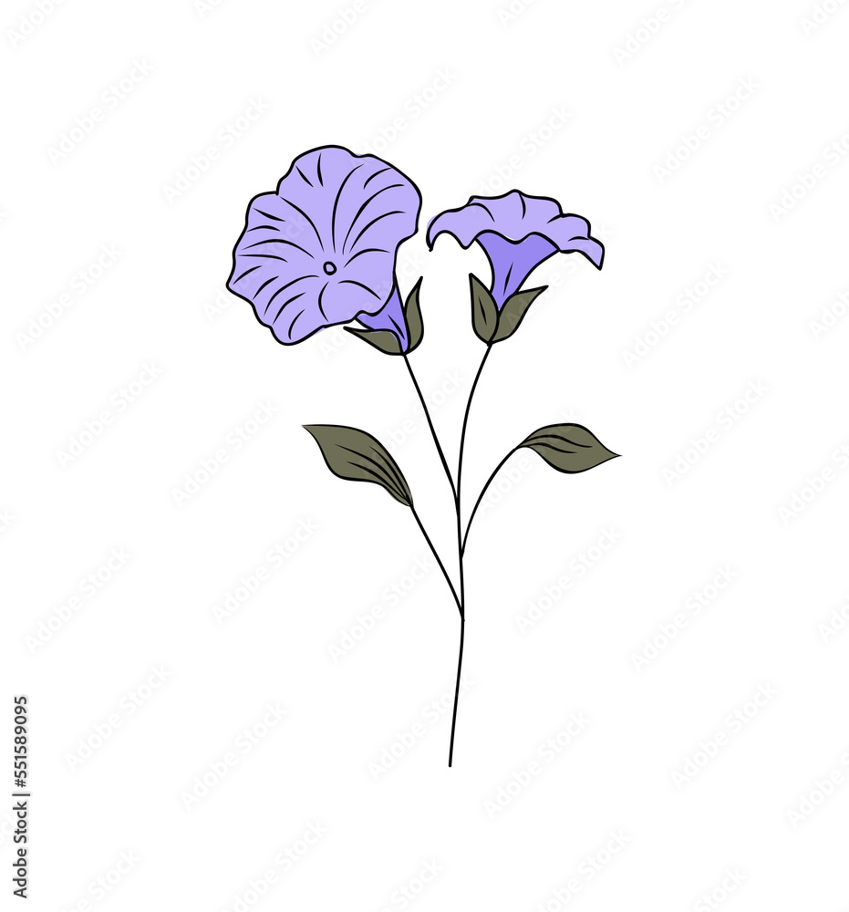 Morning Glory - September birth month flower colorful illustration ...