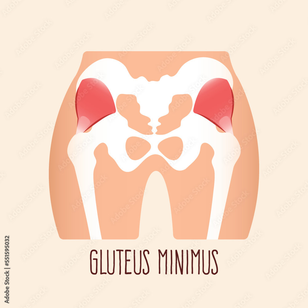 Vector illustration of gluteus minimus muscle. Stock Vector | Adobe Stock