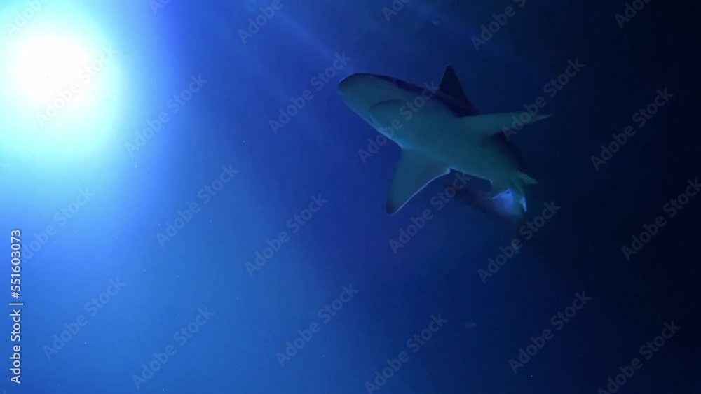 Shark slowly swims through the blue water of the ocean. A view from ...