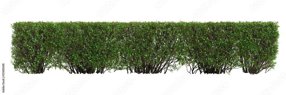 Bush Transparent Background