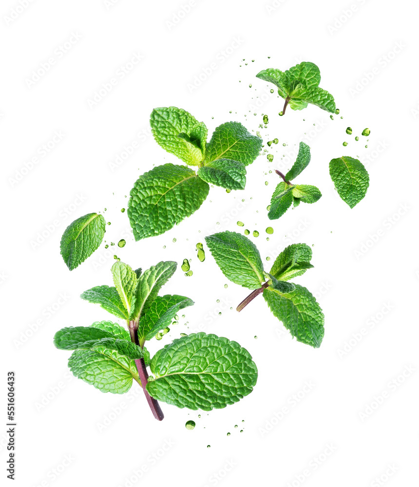 Fresh mint leaves with drops in the air isolated on a white background ...