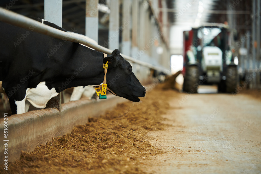 Side view of black purebred cow mooing while standing in cowshed in ...
