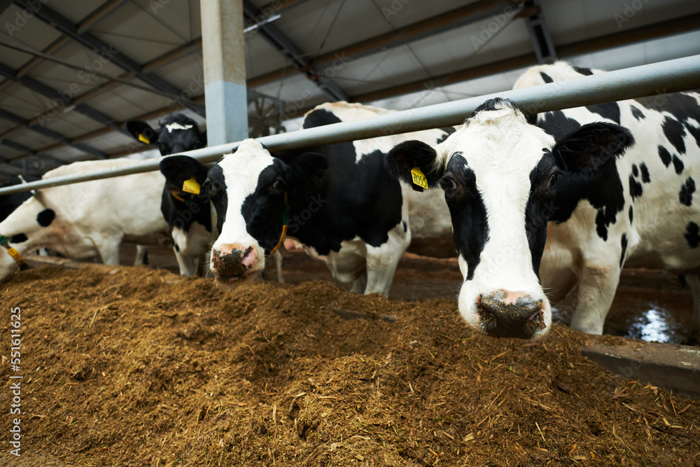 Group of black-and-white purebred dairy cows standing in cowshed in ...