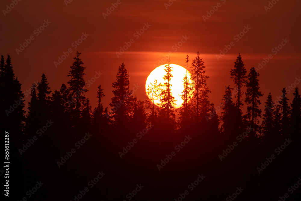 Large Sun setting behind a taiga forest silhouette on a summer night ...