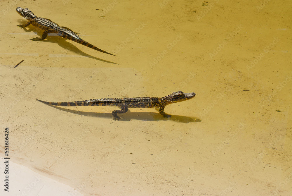 baby alligators on the beach in shallow water Stock Photo | Adobe Stock