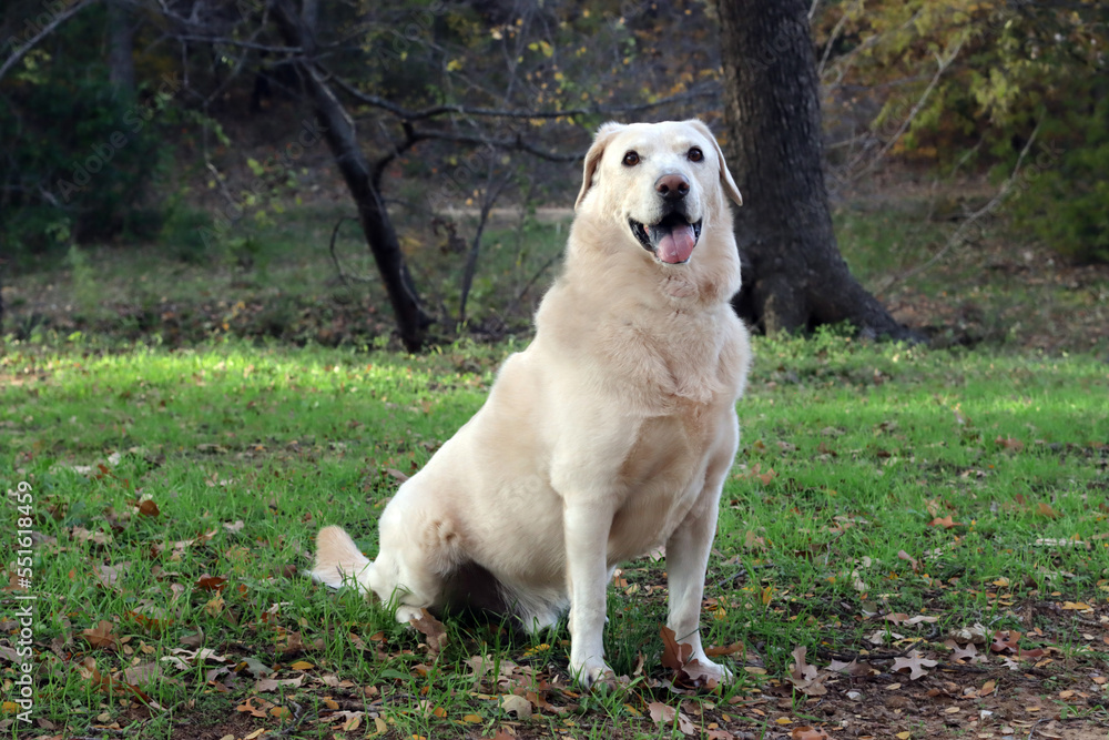 Portrait of a Dog, man's best friend, Chow, Labrador Retriever Mix ...