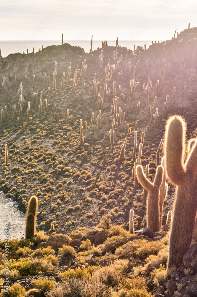 isla incahuasi no salar de uyuni Stock Photo | Adobe Stock