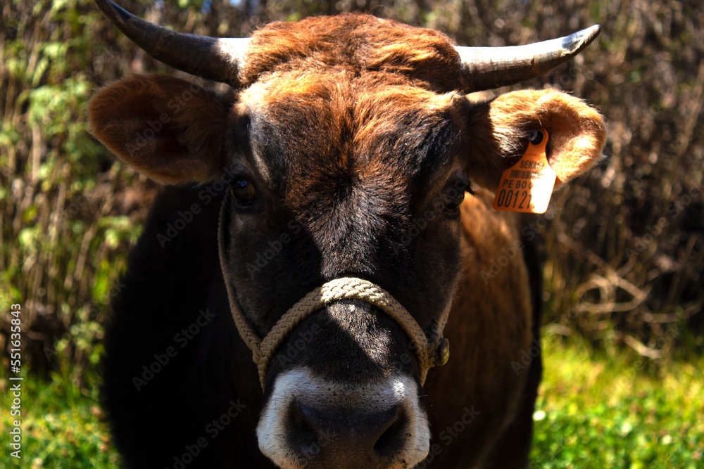 Toro en los campos de la serranía peruana. Stock Photo | Adobe Stock