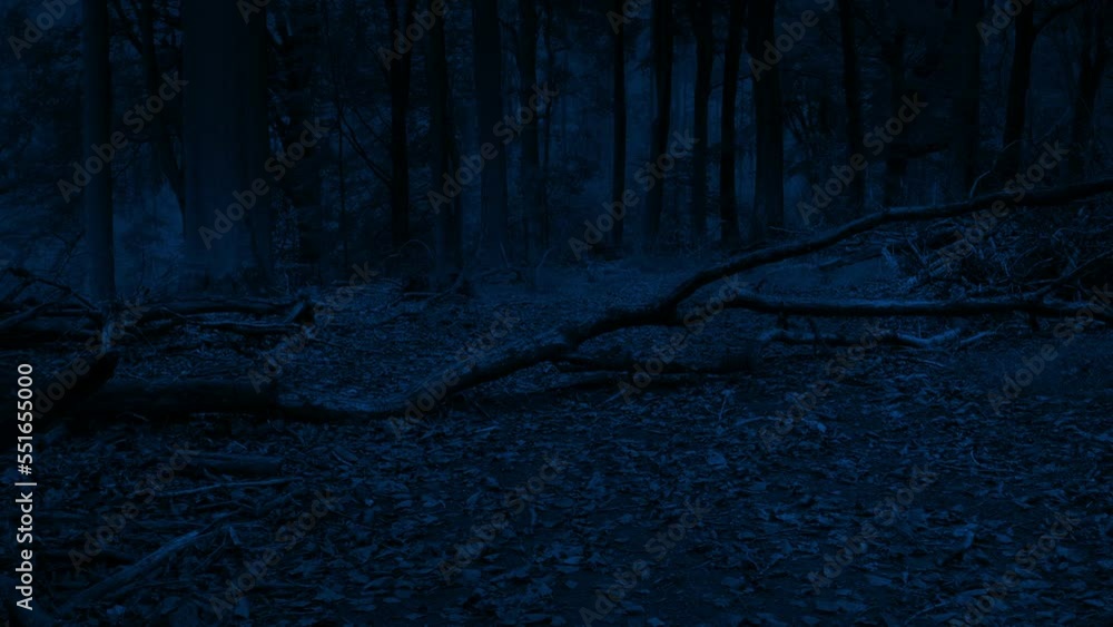 Fallen Tree Over Trail In The Woods At Night Stock ビデオ | Adobe Stock