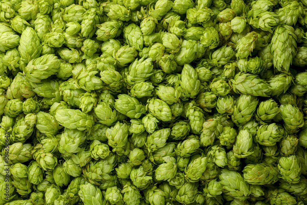 Fresh green hops as background, top view Stock Photo | Adobe Stock