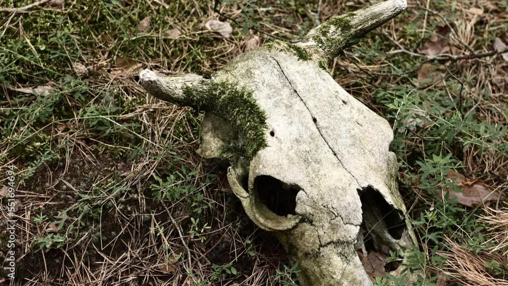 Cow skull lying on the ground. Dried cow skull. Side view. Skull of a ...