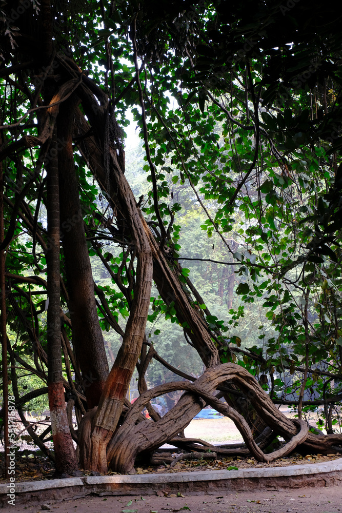 04 December 2022, Pune, India, Empress Botanical Garden, a green ...