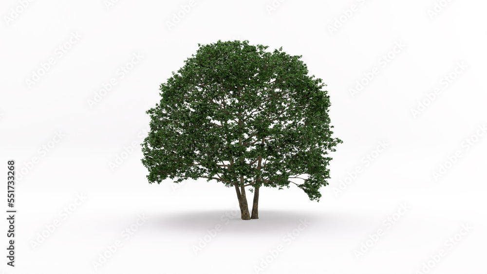 Tree isolated on white background high resolution for graphic ...