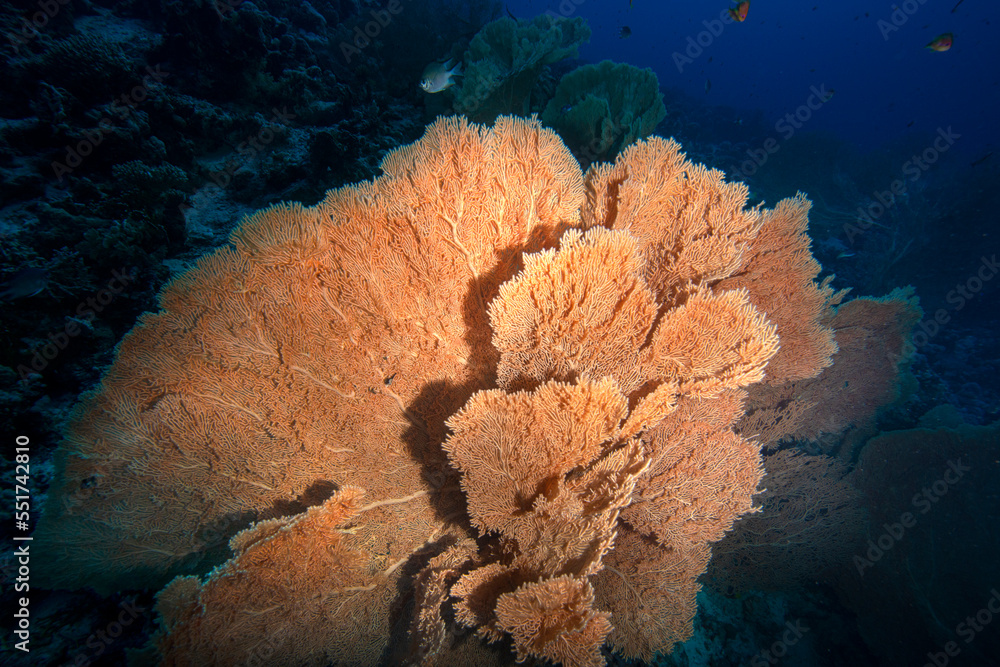 Gorgonia on a reef near Daedalus reef in the Red Sea. Large red ...