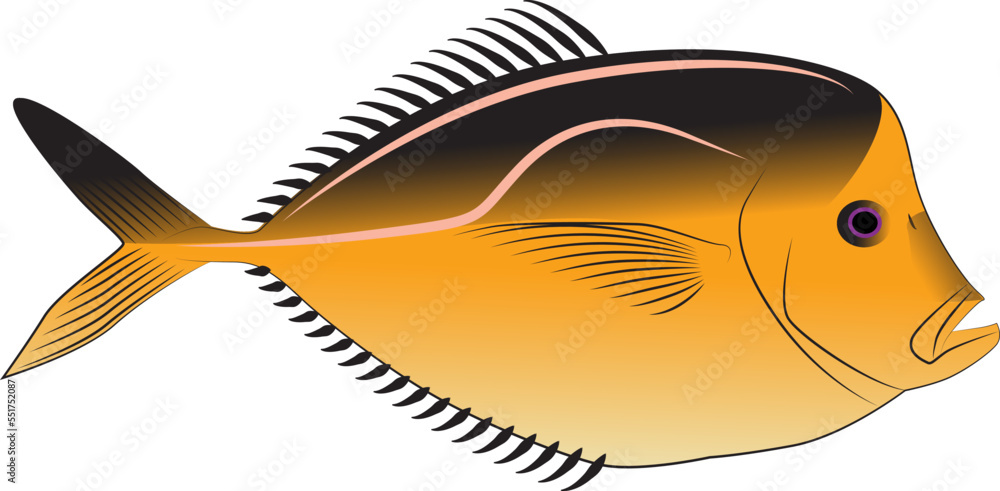 Vomer fish vector. The body is very high, strongly compressed laterally ...