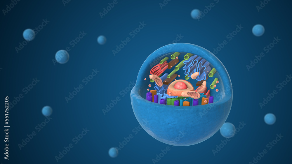 Biological animal cell with organelles Stock Illustration | Adobe Stock