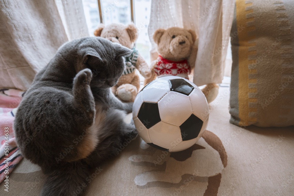 British shorthair cats train for football World Cup,Team Cats captain ...