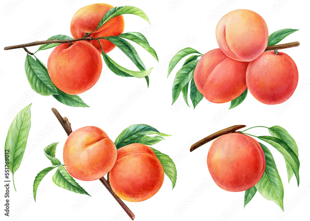 Peach on white background. Botanical illustration of fruit peach ...