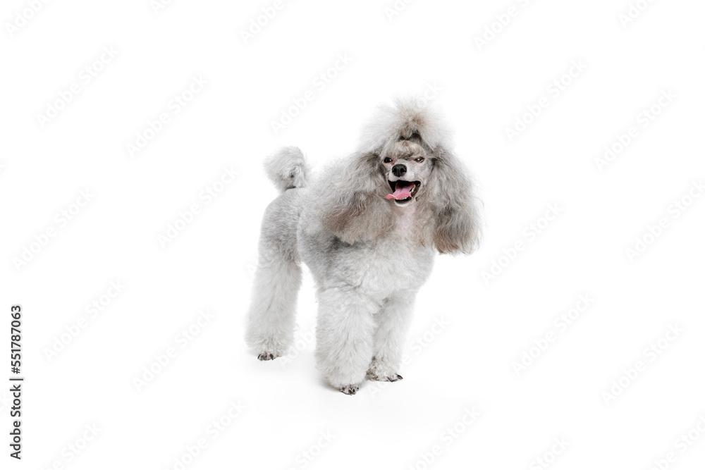 Portrait of cute purebred poodle posing with tongue sticking out ...