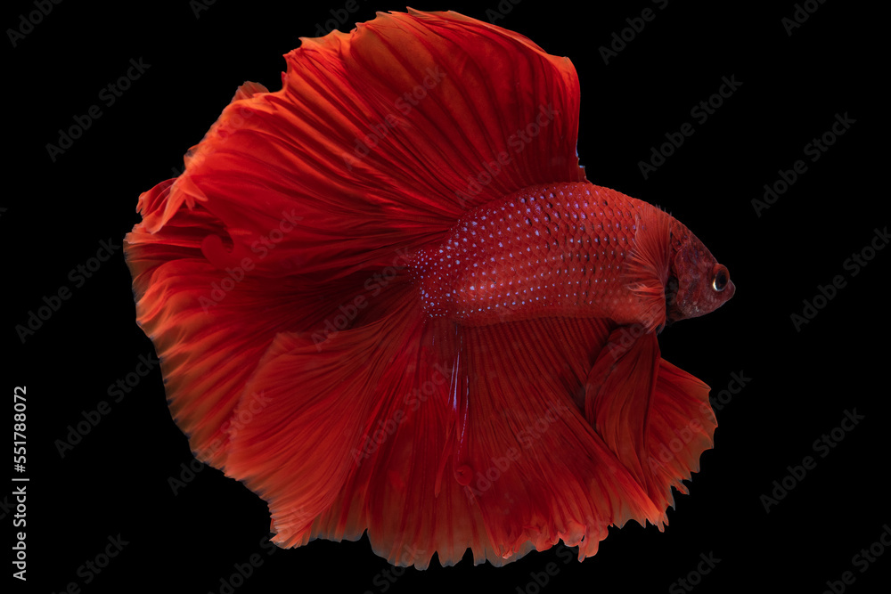 Beautiful movement of red betta fish, Siamese fighting fish, Betta ...